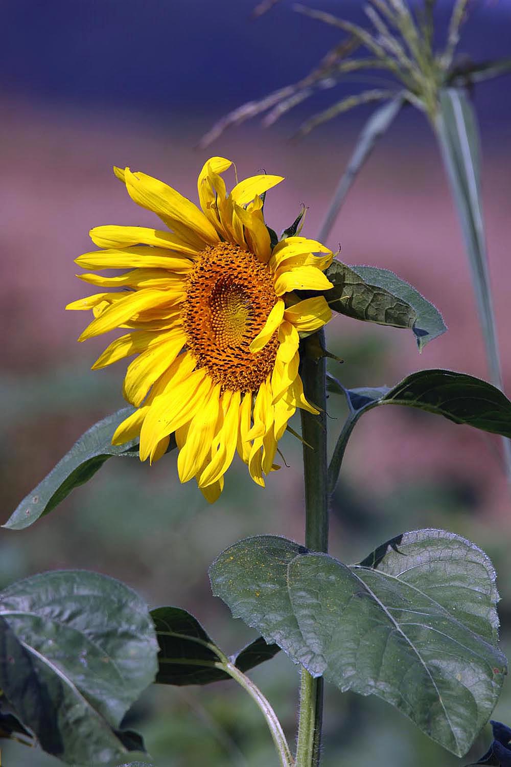 Southern Lagniappe: The Glory of Sunflowers