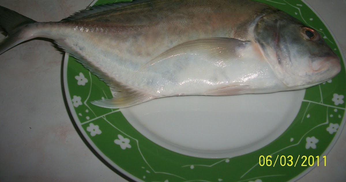 Ikan Plotan Nama Lain - CorbinkruwRosario