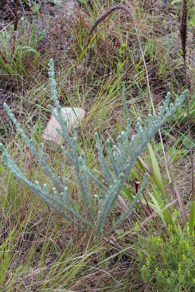Pondoland C.R.E.W. Blog: Outing to the Gogosa outpost area