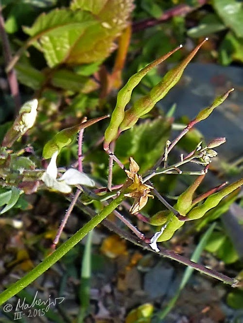 BIODIVERSIDAD COSTA GRANADINA Y...: Rabaniza, rabanillo, rábano ...