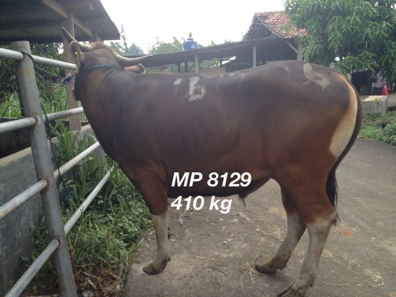 FOTO SAPI SUPER ~ PROPOSAL PENGGEMUKAN SAPI BALI - BIMA NTB