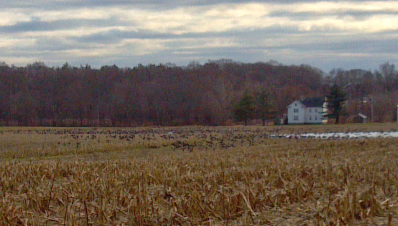Hidden New Jersey: The wild goose chase: a rite of winter birding