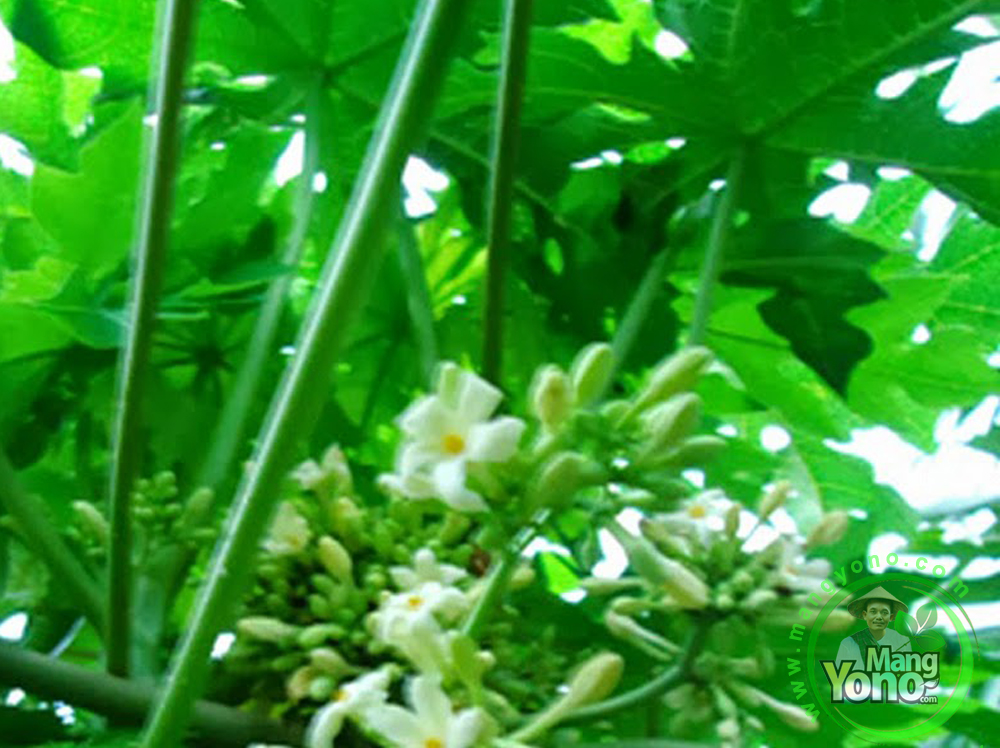 Gambar Sketsa Bunga Pepaya Betina