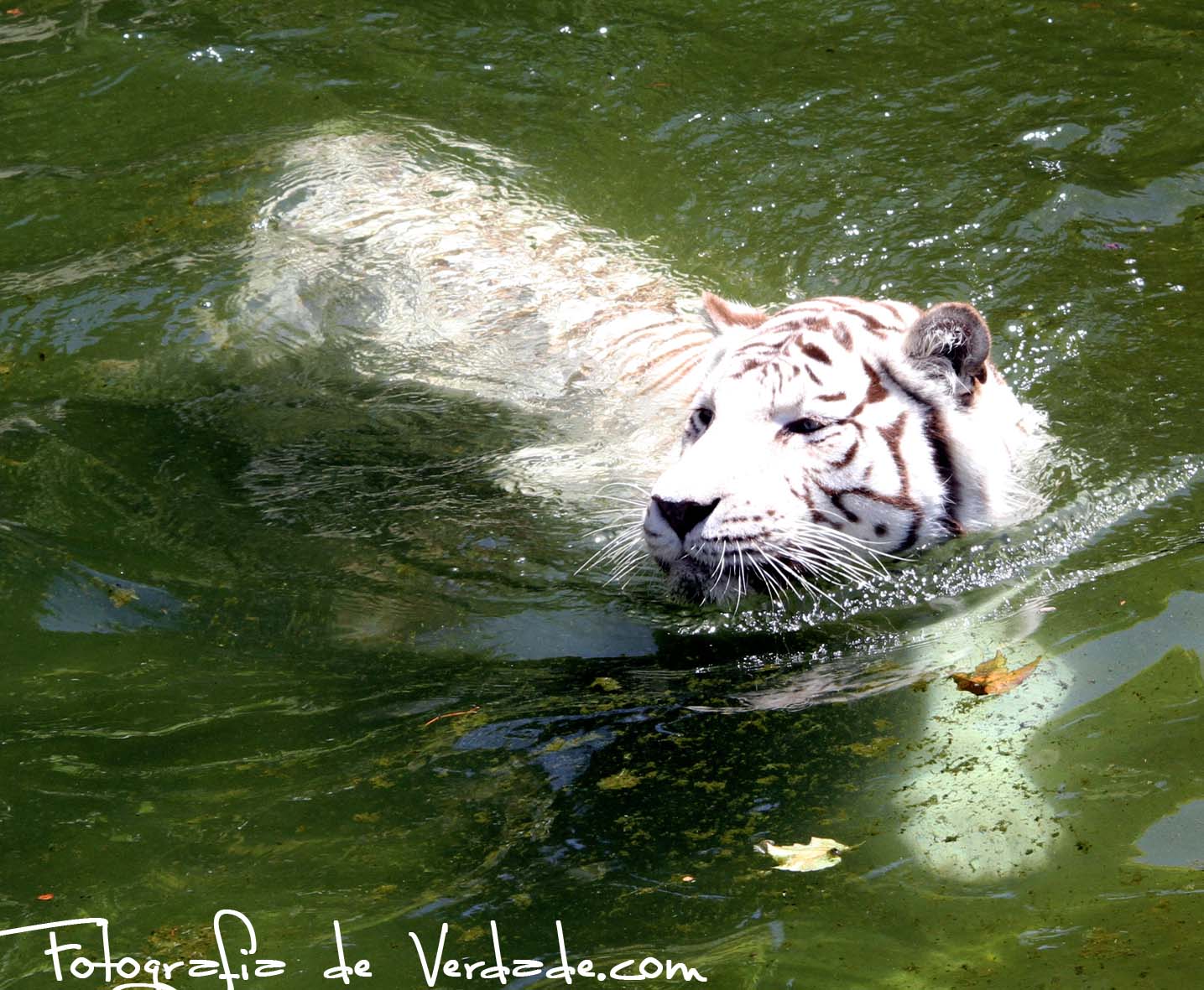 Fotografia de Verdade: Parque Temaikèn