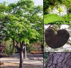 Cuentos Mágicos: La leyenda del Timbo - Varias versiones