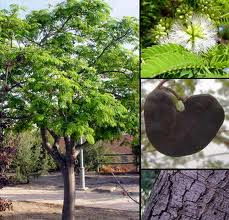 Cuentos Mágicos: La leyenda del Timbo - Varias versiones