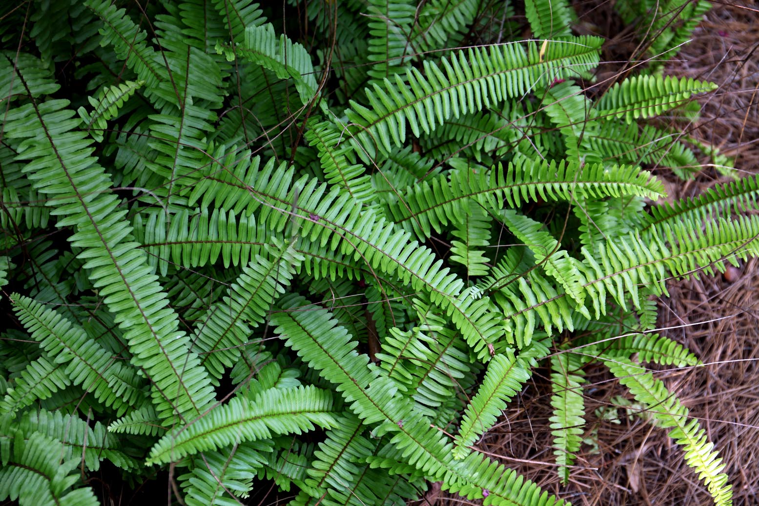 Southern Lagniappe: Ferns -- A Cool Landscaping Plant