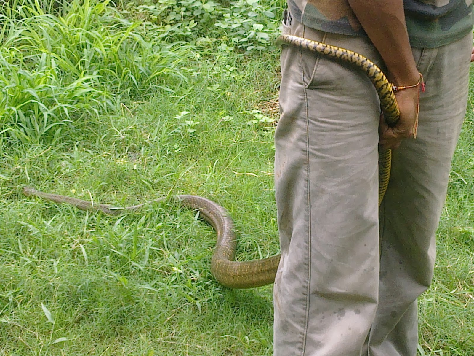 Viraj Revadekar: Dhaman Snake Catching Operation at Gokul Classic ...