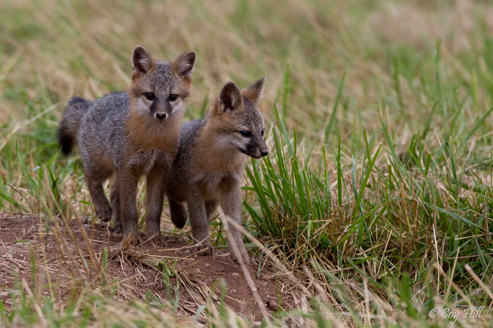 Country Captures: The Gray Fox Den