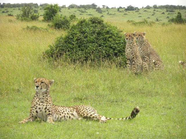 Lo'mon LeHeritage: Masai Mara - Early Migration Signs