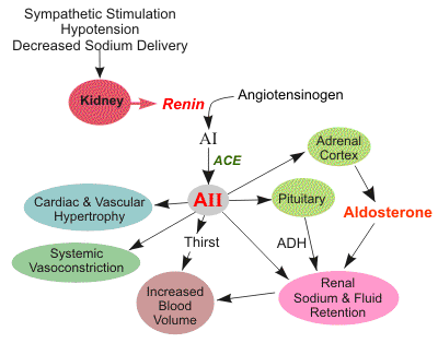 Disorders of Adrenal Glands : ADDISON'S DISEASE