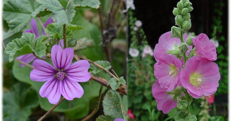 PLANTAS MÁGICAS: LAS MALVAS, HISTORIA Y PROPIEDADES