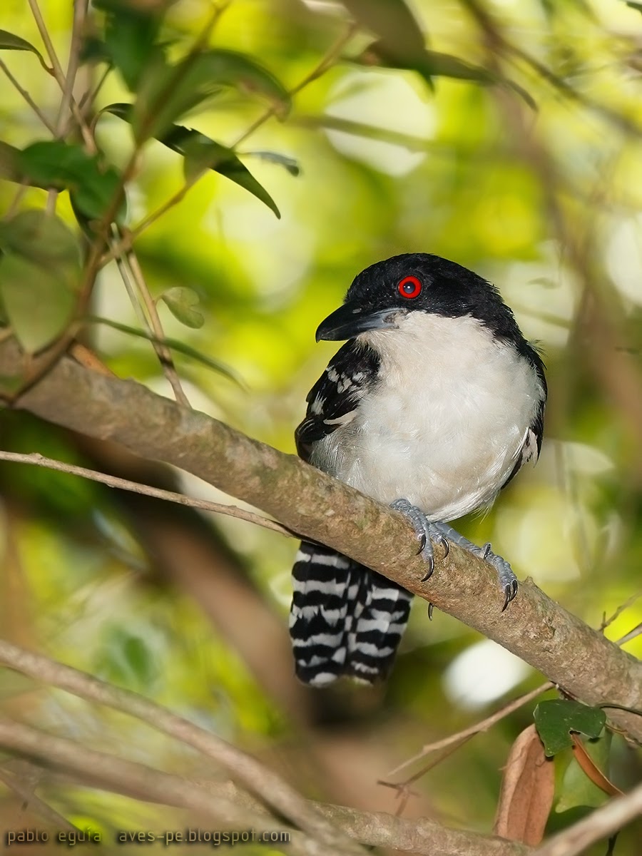 mis fotos de aves: Taraba major Chororó Great Antshrike