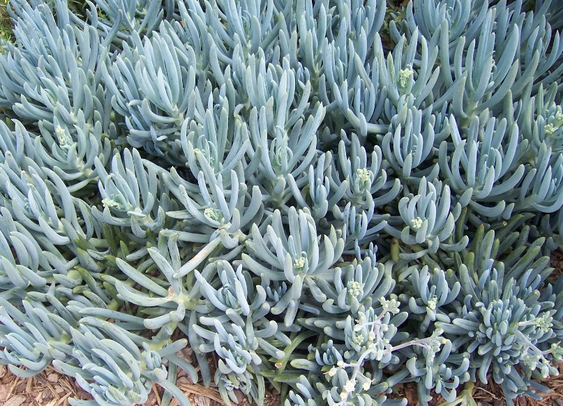 The 2 Minute Gardener: Photo - Blue Chalk Sticks (Senecio mandraliscae)