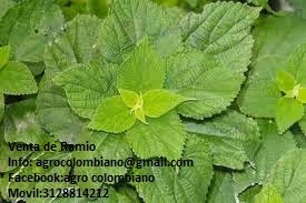 ramio cultivo en colombia: junio 2014