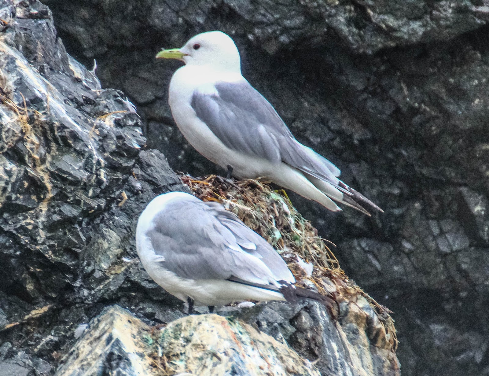 Cannundrums: Black-Legged Kittiwake