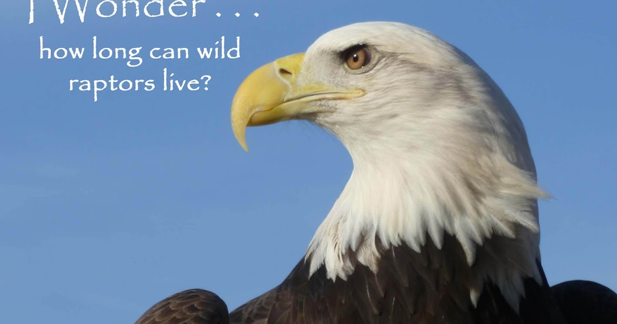 The Raptor Center: I Wonder . . . . How Long Can Wild Raptors Live?