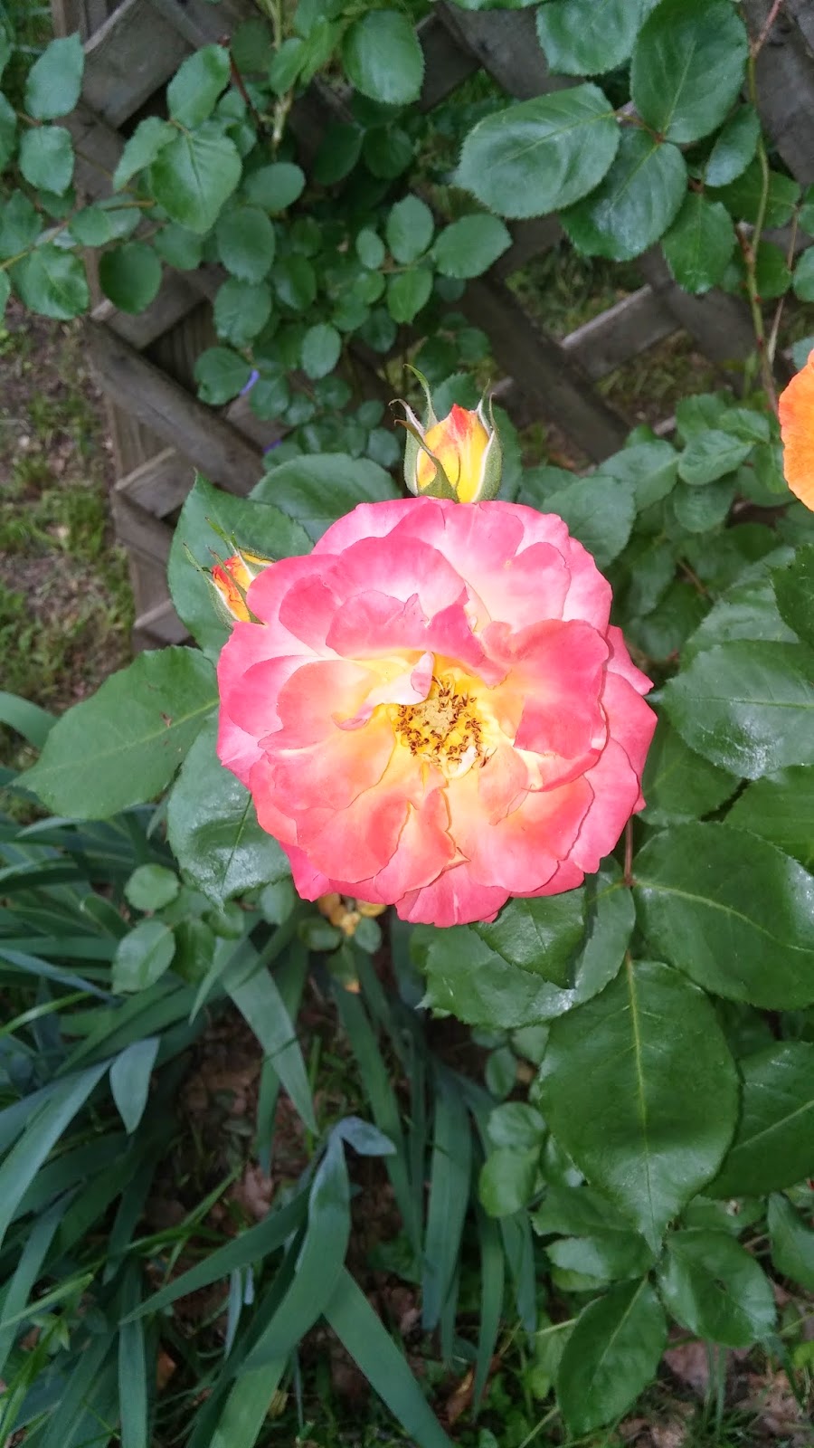 Alabama Outdoorsman Journal...