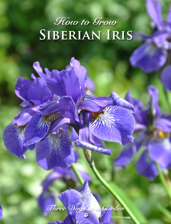 Three Dogs in a Garden: How to Grow Siberian Iris