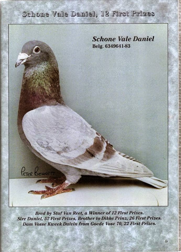 nieripigeons USA racing pigeons: Staf Van Reet uno de los mejores sin duda