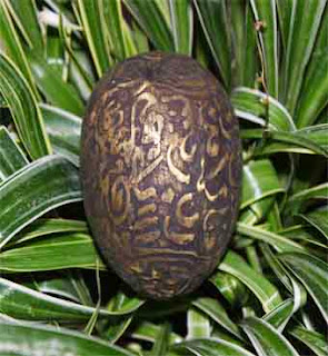 HIZIB KHOFI - MUSTIKA MACAN PUTIH