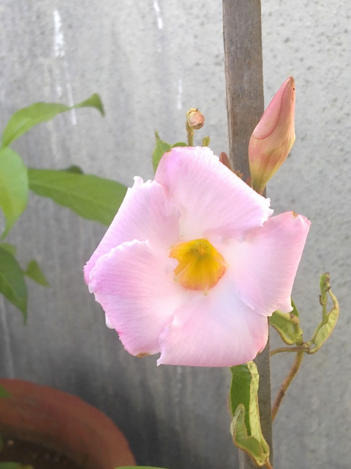 Plants Growing In My Potted Garden.: Pink Mandevilla