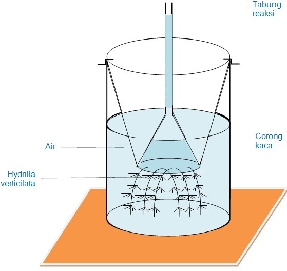 IPA SMP: Fotosintesis : Ingenhousz