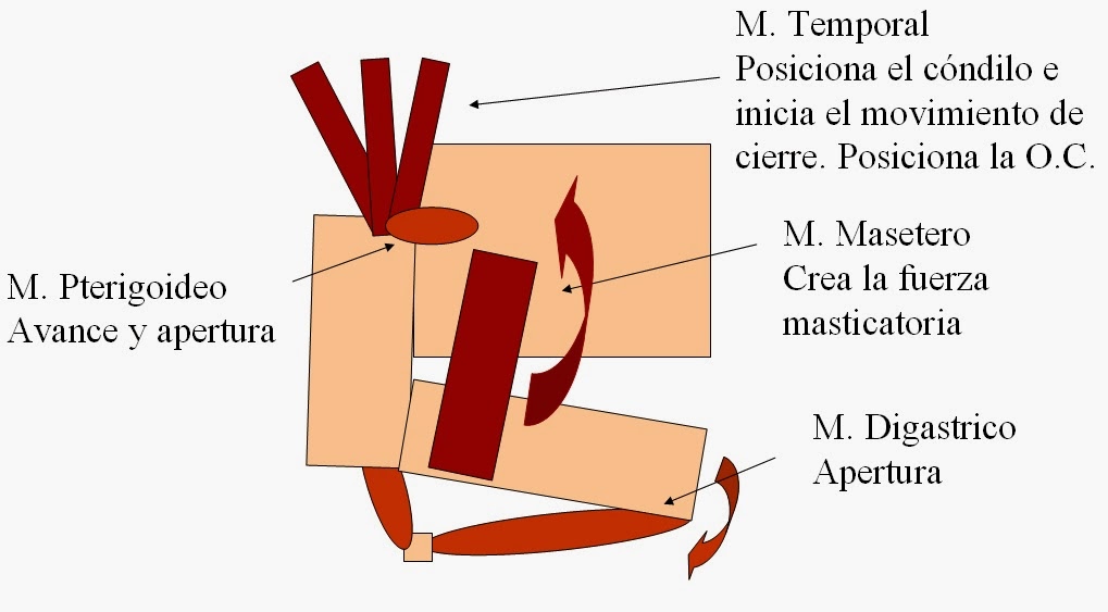El Aparato Masticatorio : ATM // AM