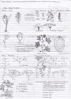 Biologi-green AreaBiologi : gambar diagram dan skema bunga majemuk