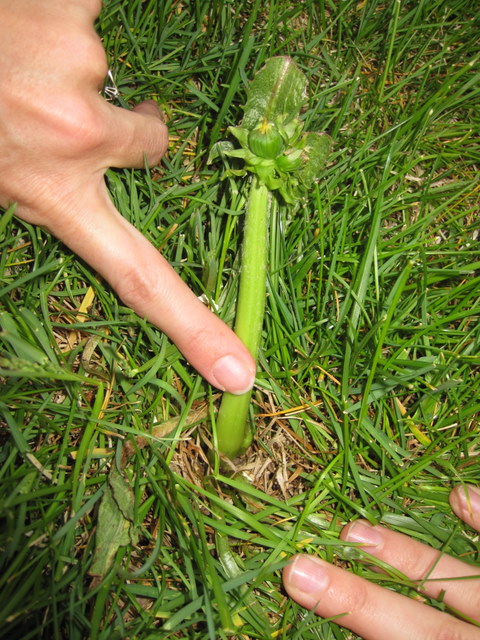 Heissatopia: Mutant Dandelion