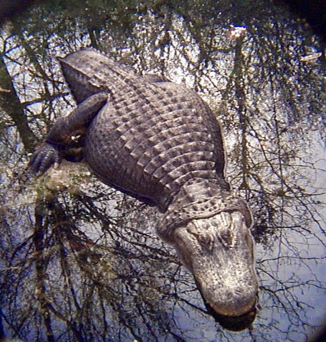 Aligátor americano (Alligator mississippiensis)