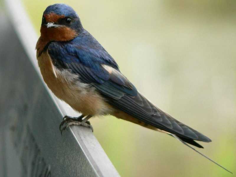 Living with Nature - School on Blog by Dr. Abercio V. Rotor: The ...