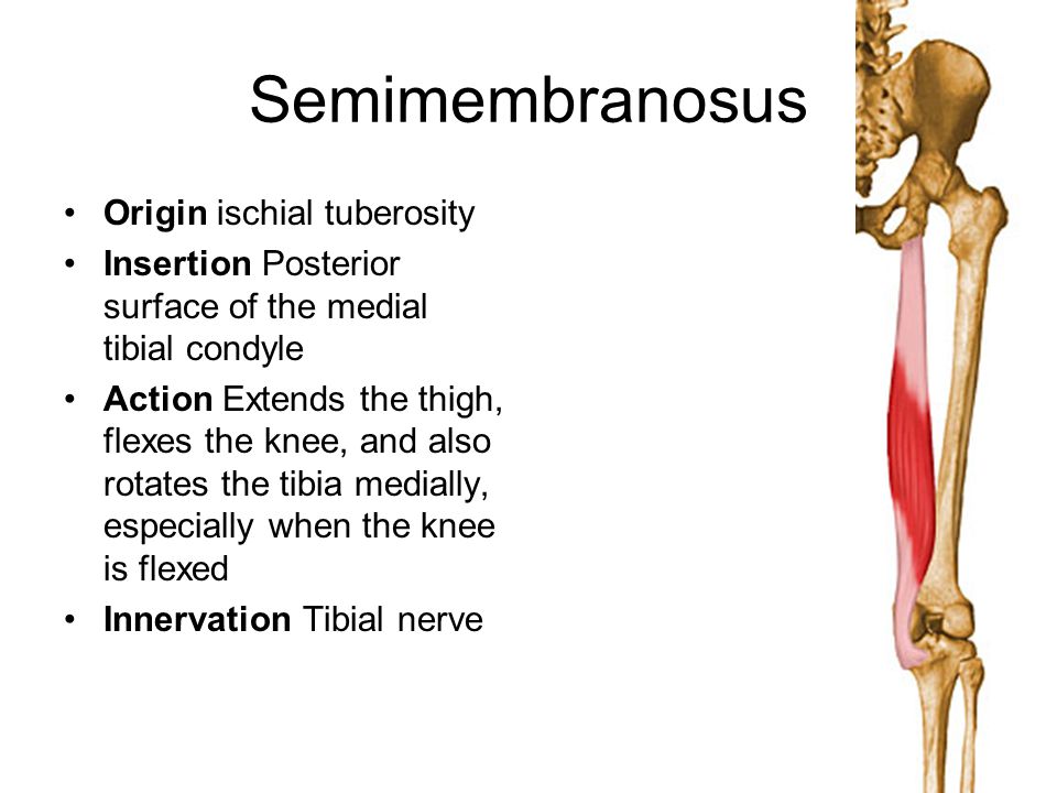 半膜肌(Semimembranosus muscle) | 職能治療陪你居家復健