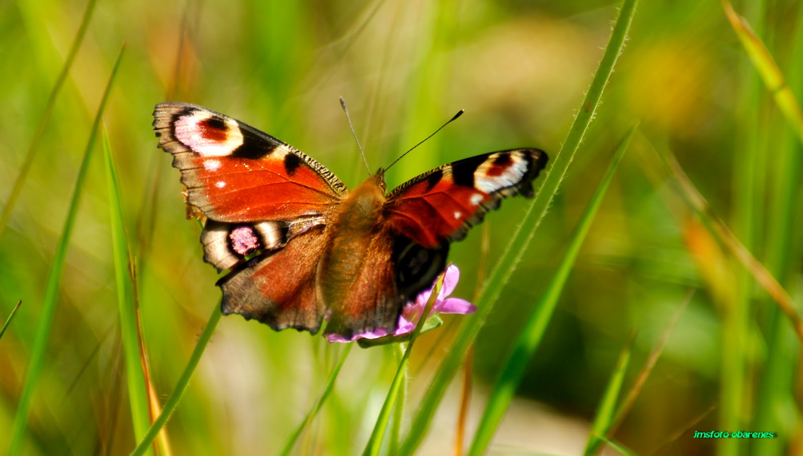 MONTES OBARENES ENTORNO Y VIDA: Mariposa Pavo real (Inachis io)