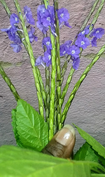 DIÁRIO DE FÉ E FLORES: FLOR DE GERVÃO