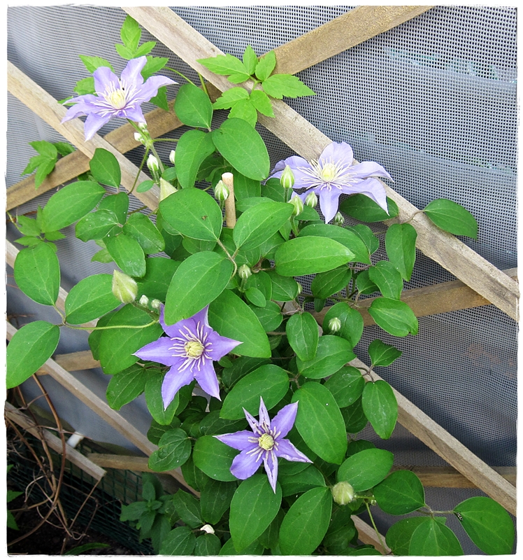 Växterna i min trädgård: KLEMATIS JUSTA
