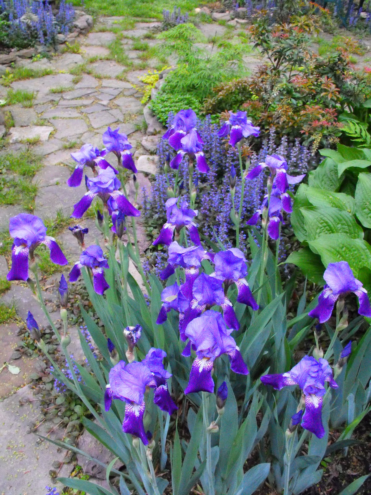 Dirty Thoughts: A Gardening Life: Midori no Hi: Greenery Day!