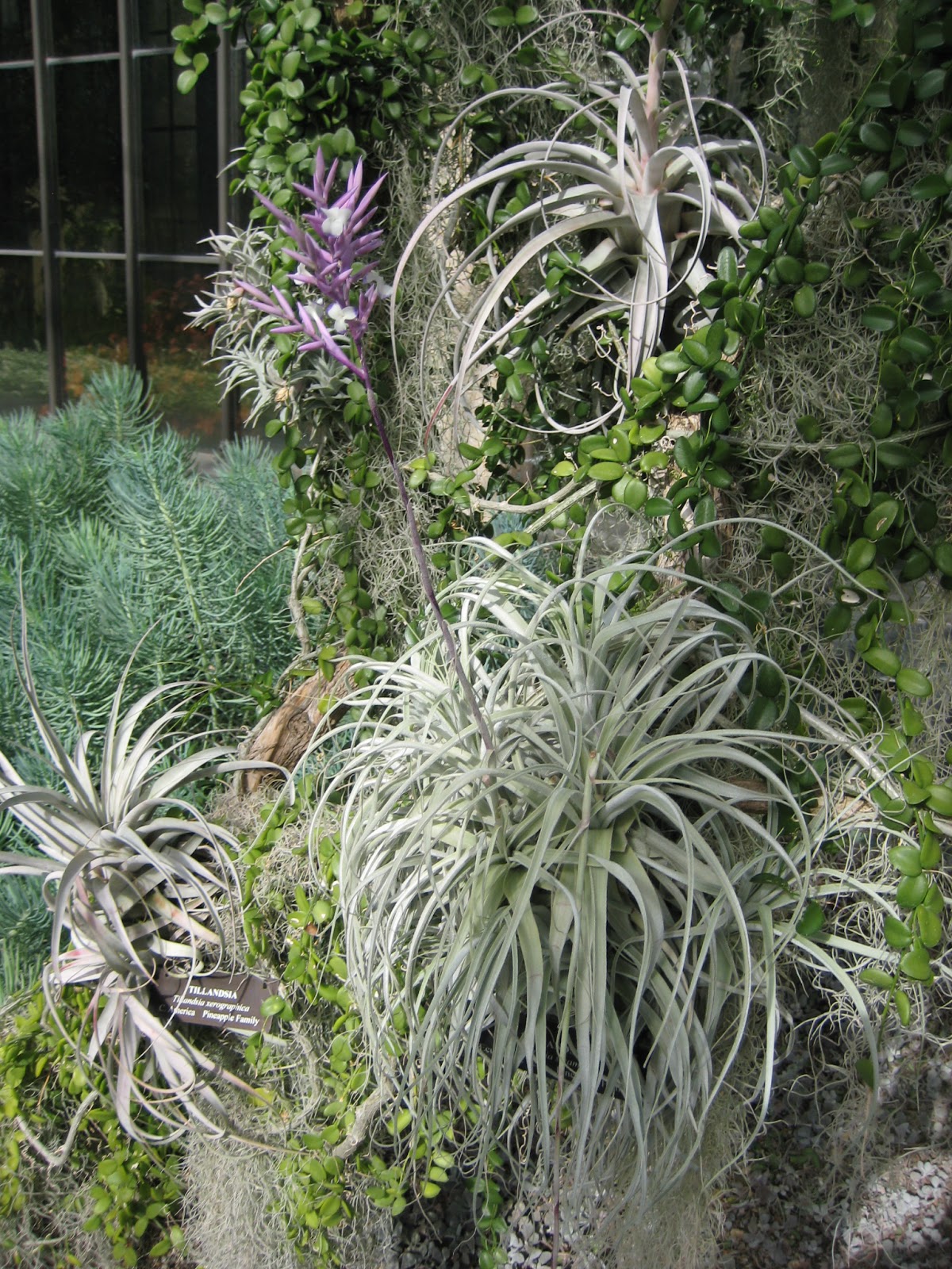 A Next Generation Gardener: Thrilling Tillandsias: Summer Wedding ...