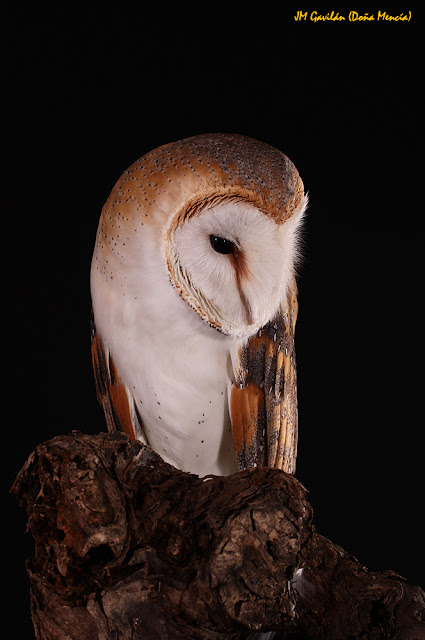 Fotografía de Naturaleza - JM Gavilán: Lechuza común o lechuza de campanario (Tyto alba)