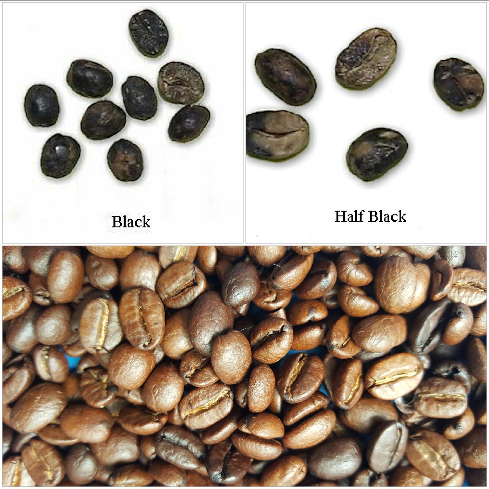 Defectos del café: Grano Negro