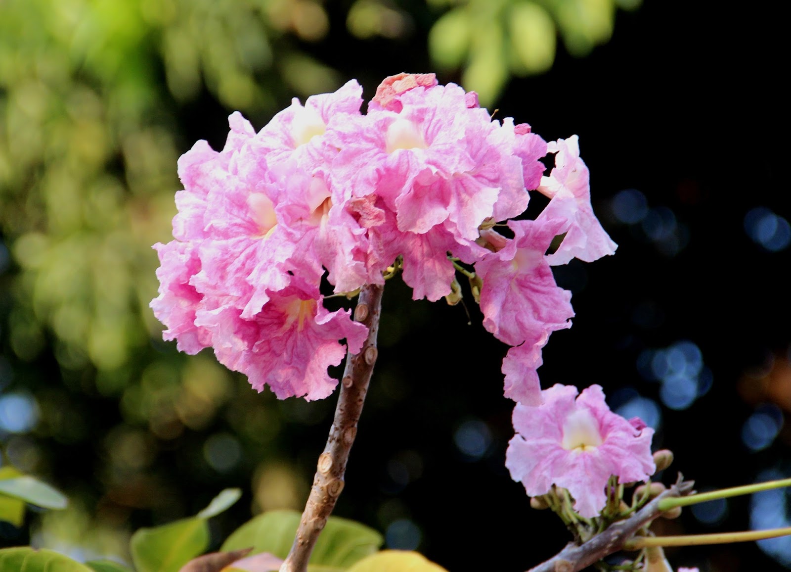 Caliandra do Cerrado: Os Ipês do Cerrado do Centro Oeste|Goiânia-Goiás
