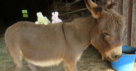Margs Animals: Easter bunnies and a donkey.