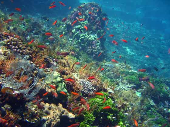 Asosiasi Anak Friendly Kupang: Love NTT