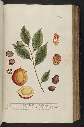 Behind the French Menu: Macis and Fleur de Muscade, Mace and Nutmeg ...