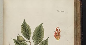 Behind the French Menu: Macis and Fleur de Muscade, Mace and Nutmeg ...