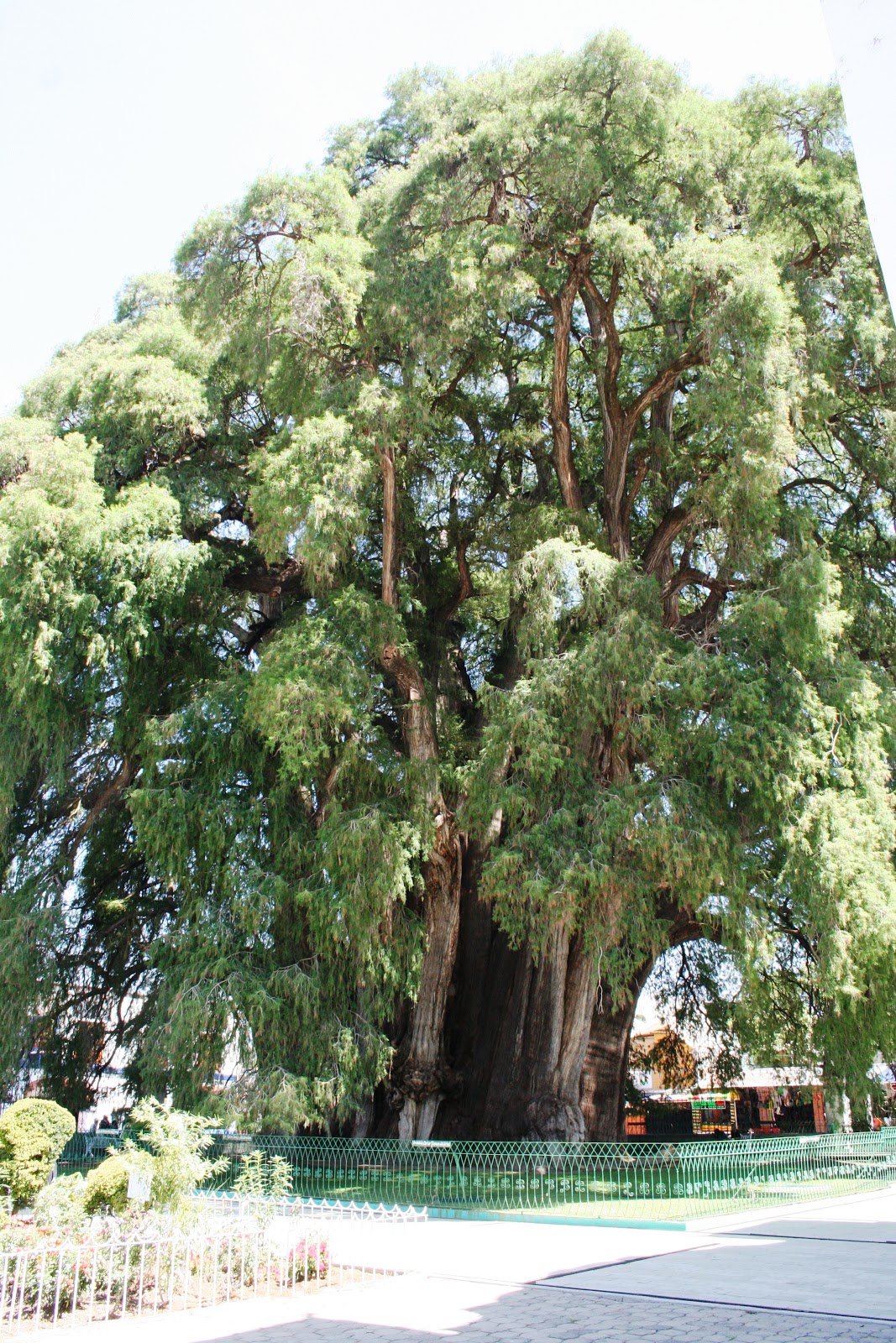 Mexico to Patagonia: South Bound Again: Biggest Tree in the World ...