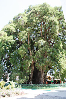 Mexico to Patagonia: South Bound Again: Biggest Tree in the World ...