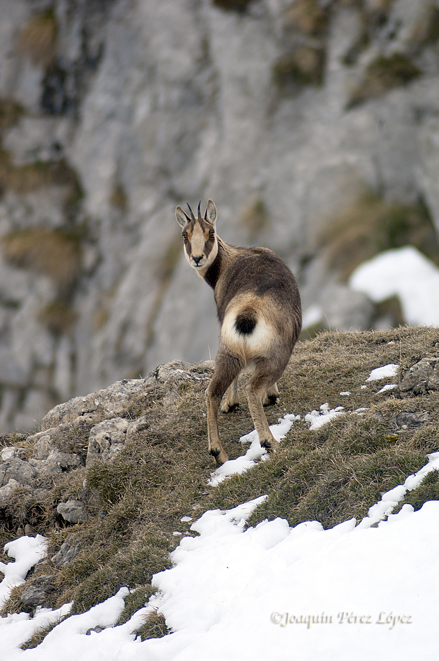 FOTO Y VIDA SALVAJE: El rebeco cantábrico (Rupicapra pyrenaica parva)