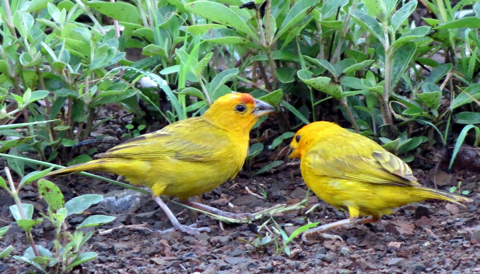 Hiking Curaçao - Flora and Fauna: Flowers and Visitors -3-