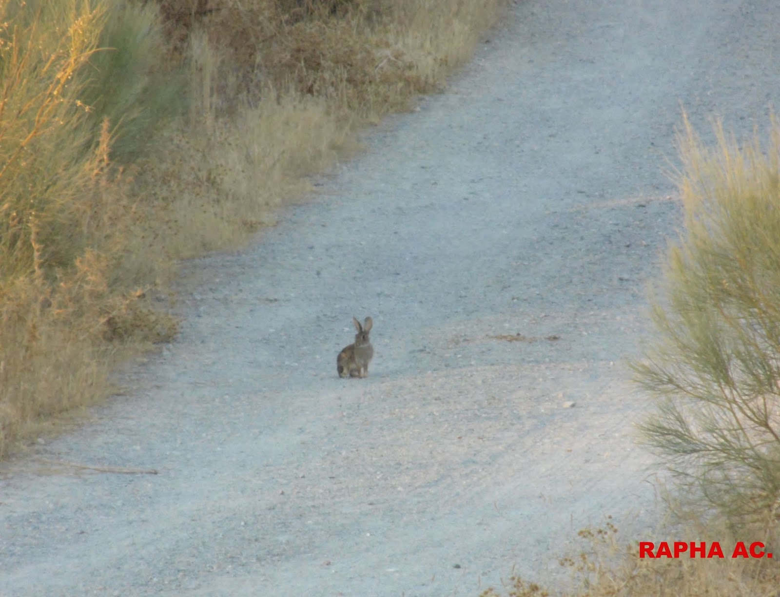 Descubriendo las aves de Madrid-Sur: 2018